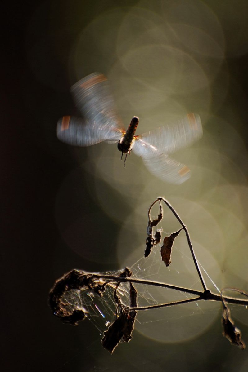 とんぼ.jpg | GANREF