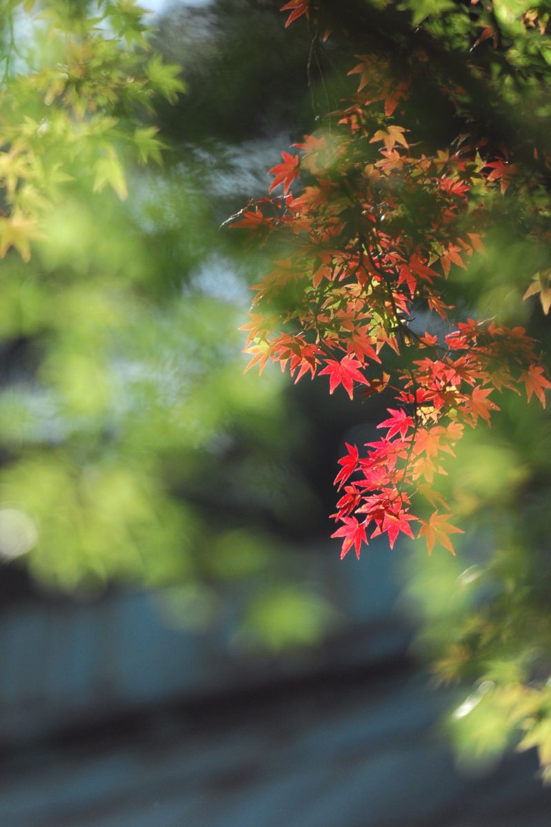 紅。。見ぃっけ！！ | GANREF