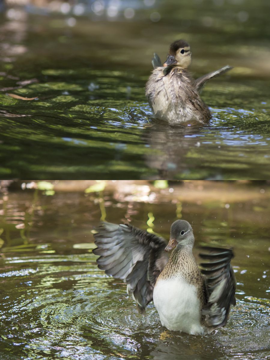 46 days after! | GANREF