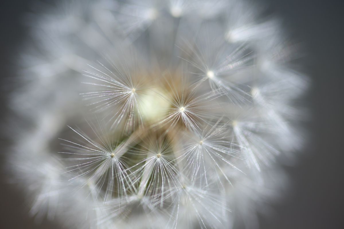 NEXT GENERATIONS | GANREF