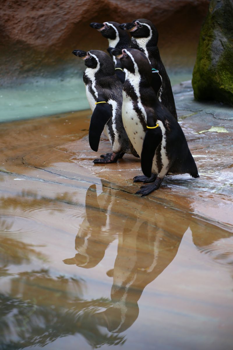 国歌斉唱(^o^) | GANREF