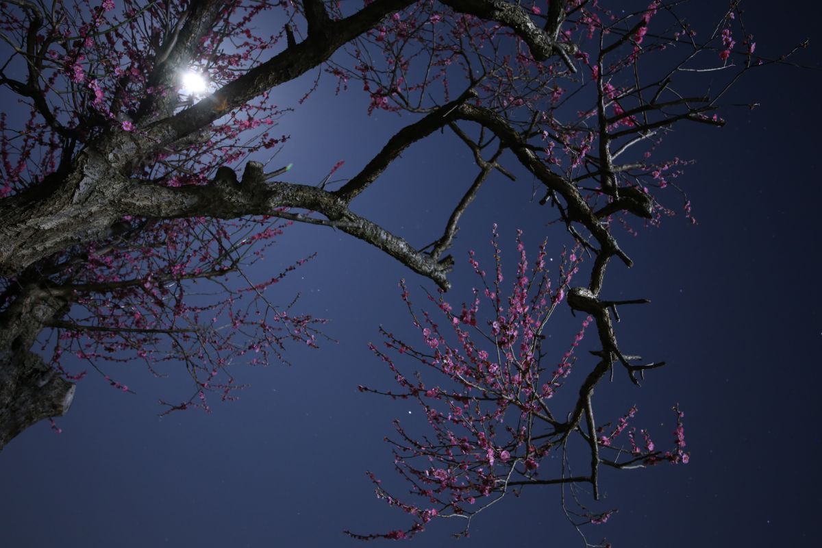 今宵の梅2nd(*^^*) | GANREF