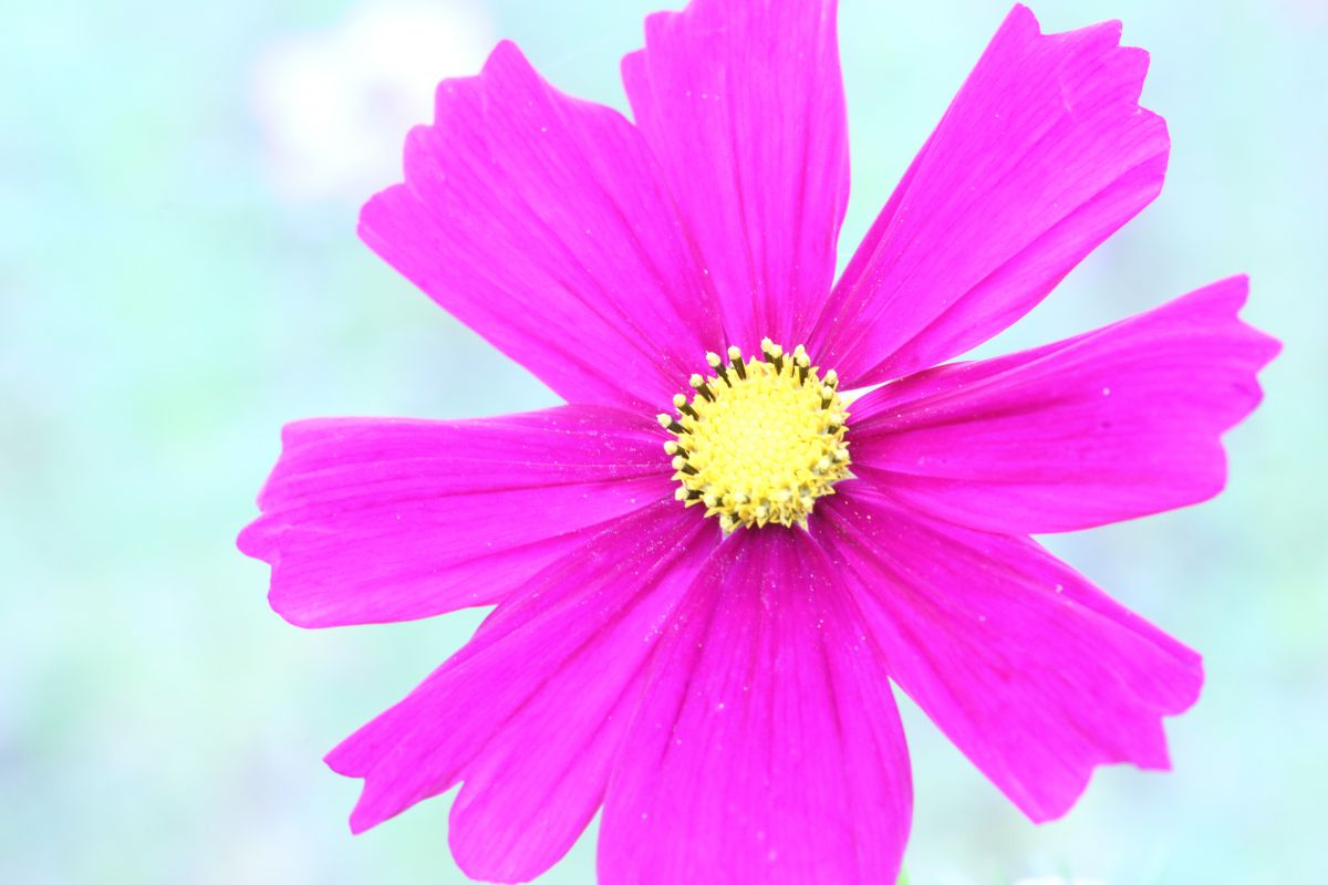 秋桜(^o^) | GANREF