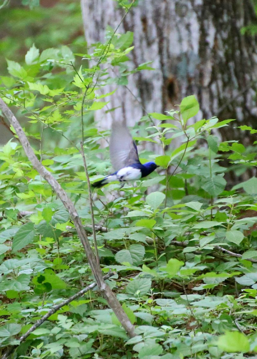 行かないで～(°Д°) | GANREF