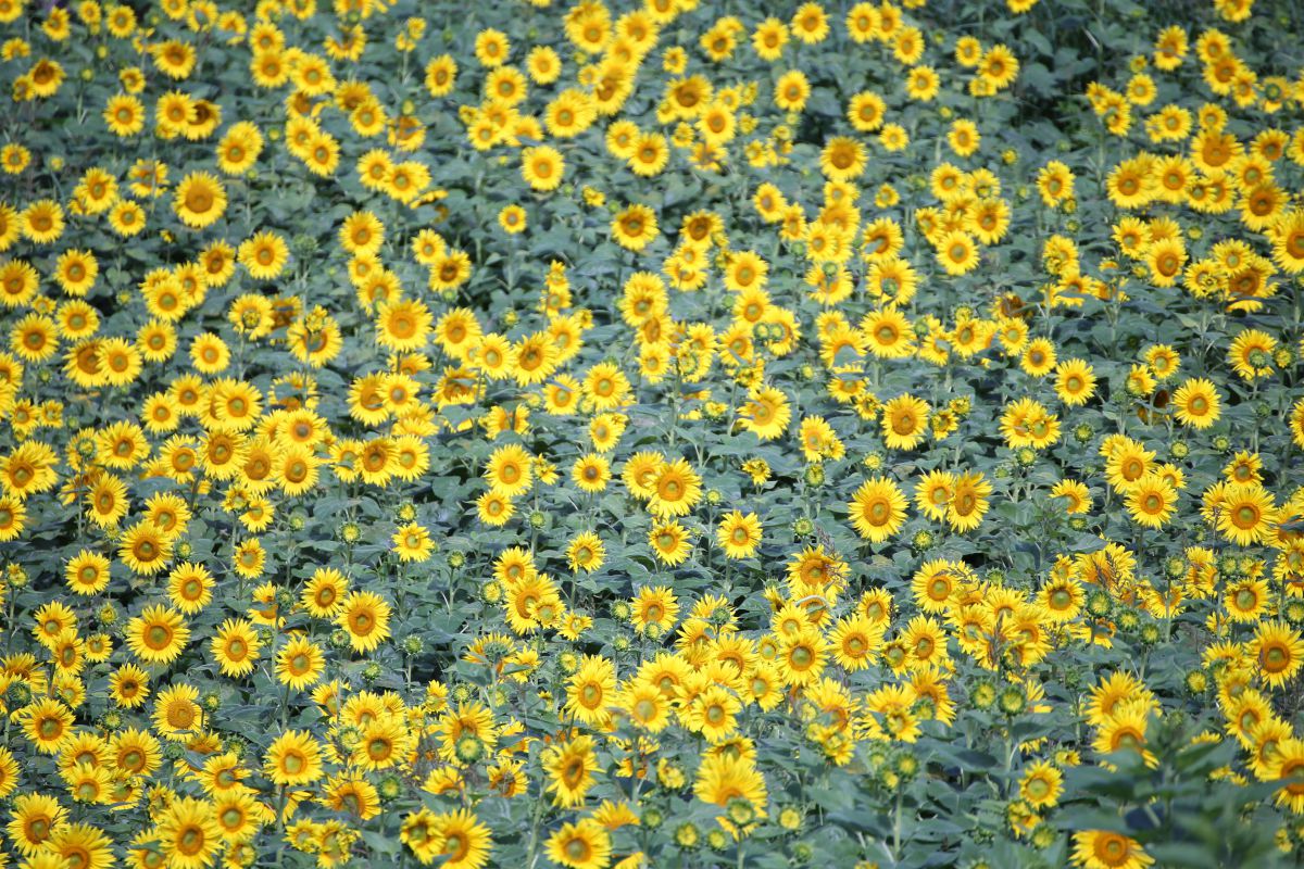 HIMAWARI WALLPAPER(*^^*) | GANREF