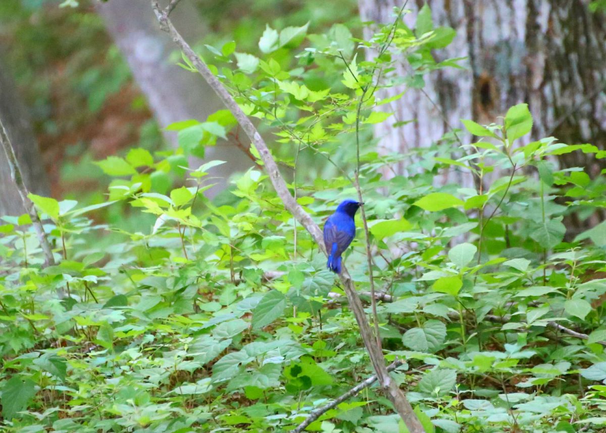 みつけたーo(T T)o | GANREF