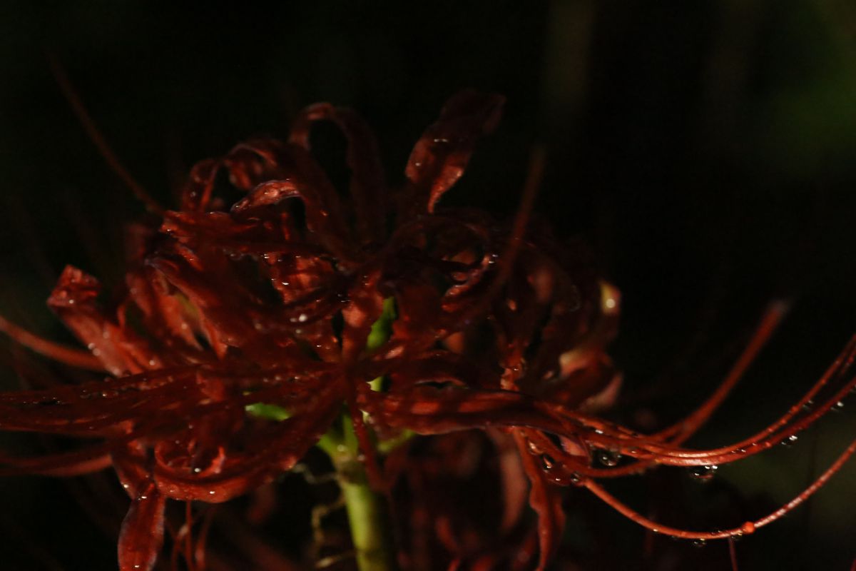 Dark Fantasy☆ | GANREF