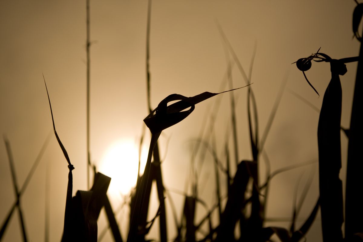 Choke end.jpg | GANREF