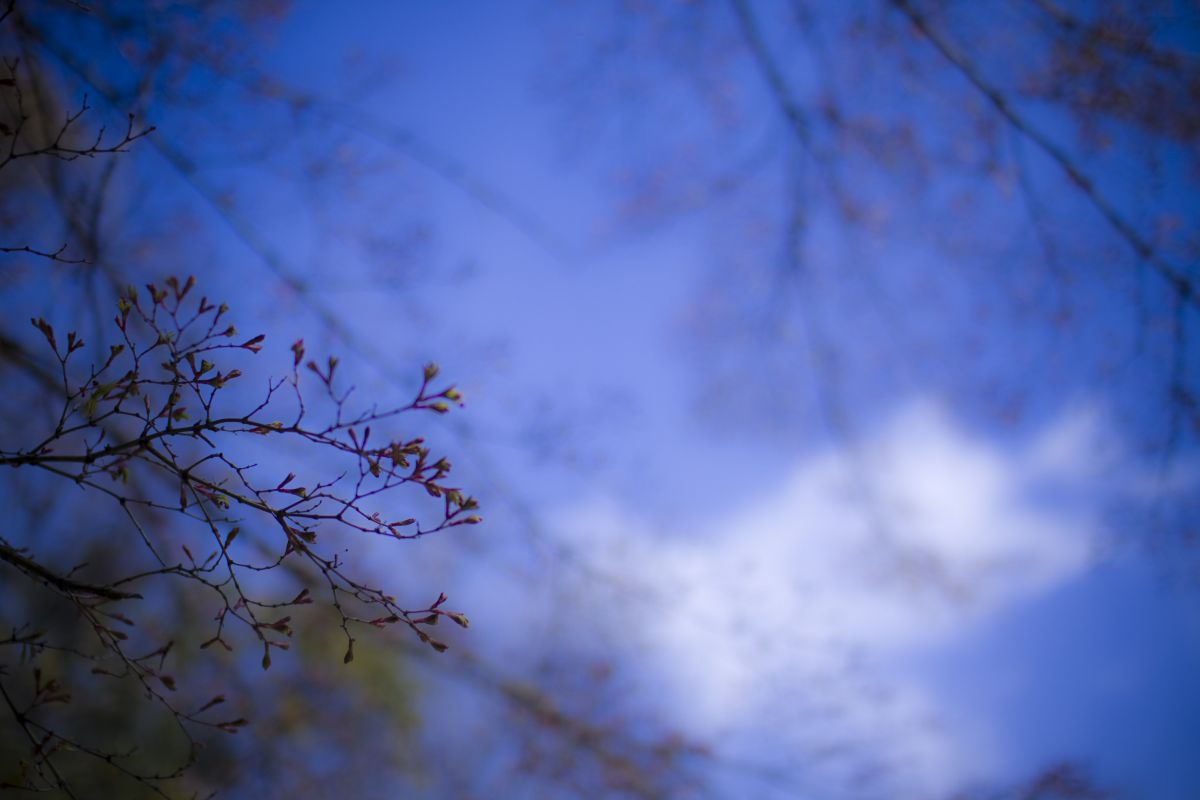 Haru_Sora.jpg | GANREF