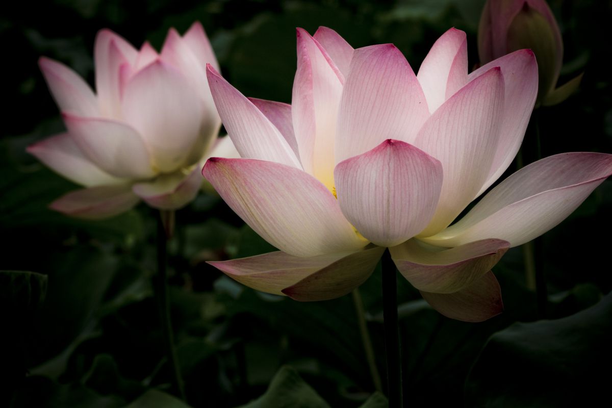 Lotus flower | GANREF