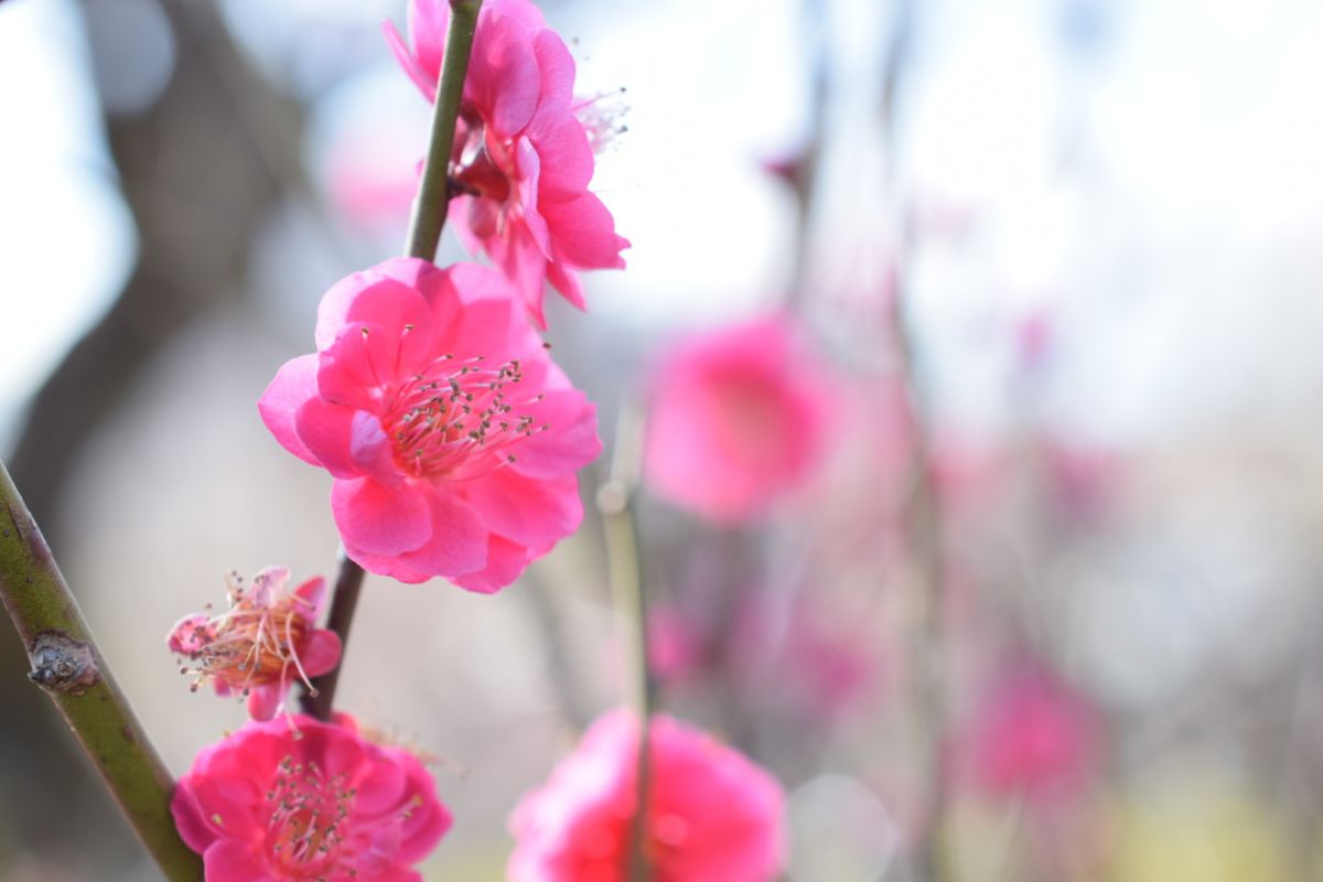 桃色な梅 | GANREF