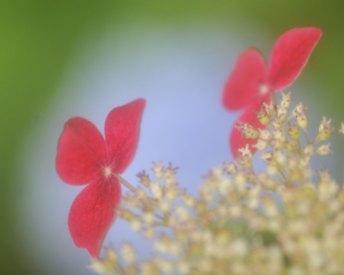 Sister な感じ | GANREF