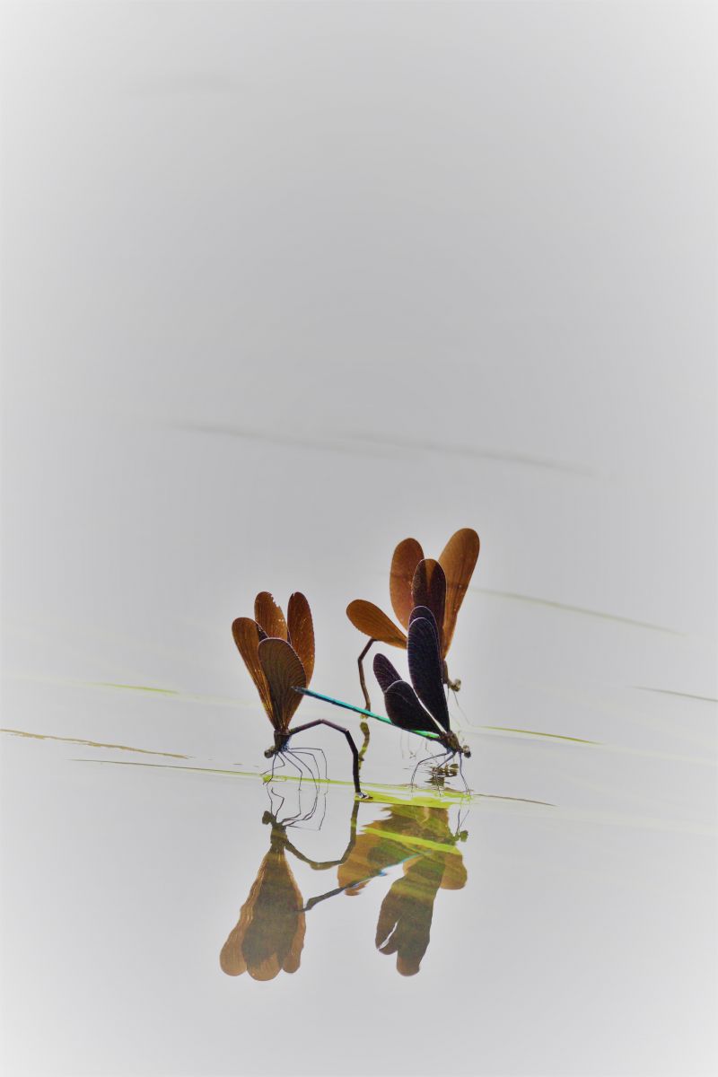 (2+1)X2=微妙な関係 | GANREF