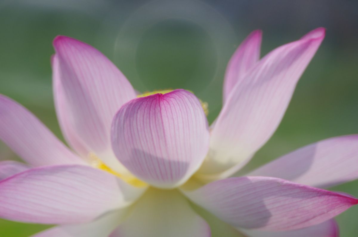 天女が舞うように・・・ | GANREF