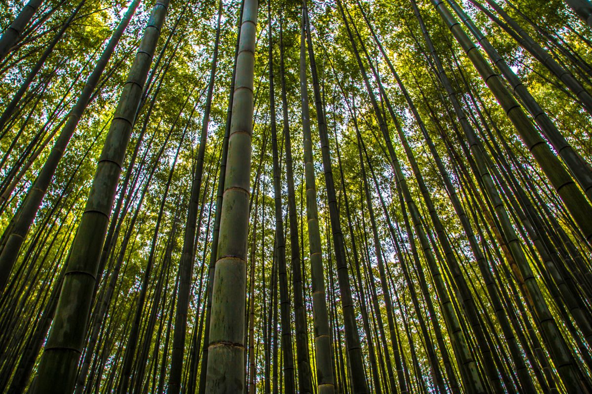 bamboo | GANREF
