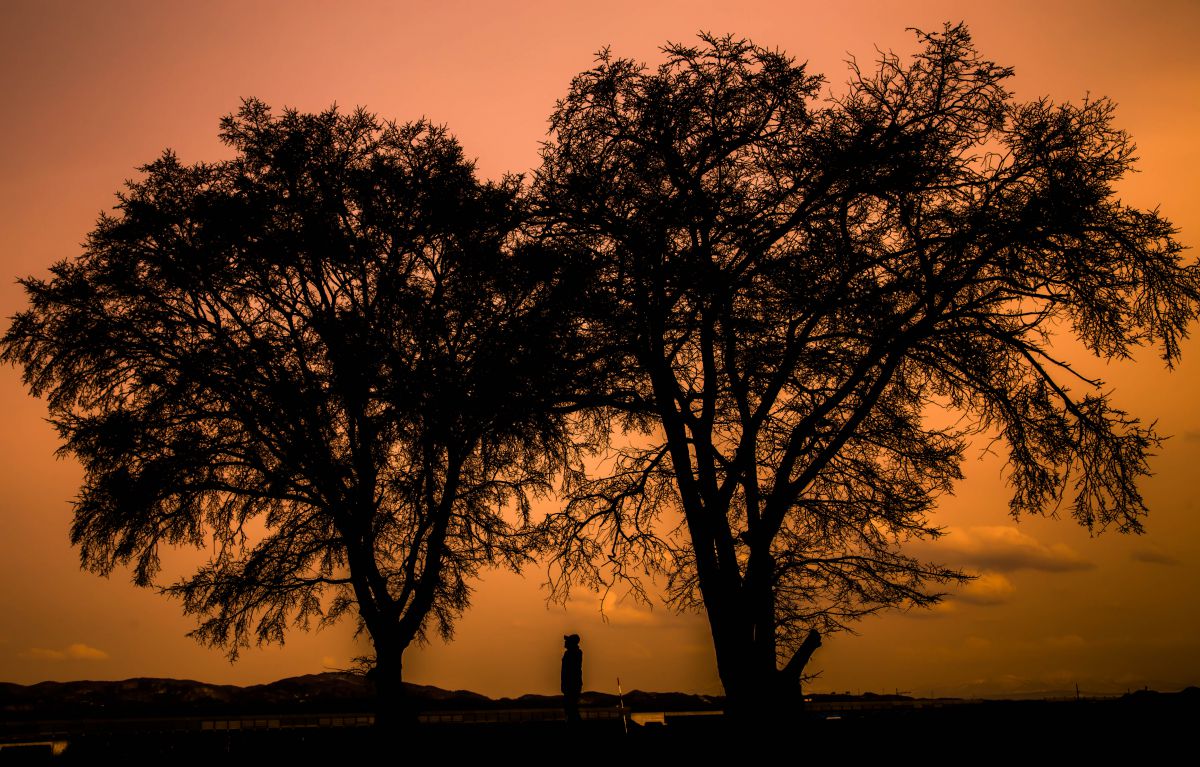 Under a tree | GANREF