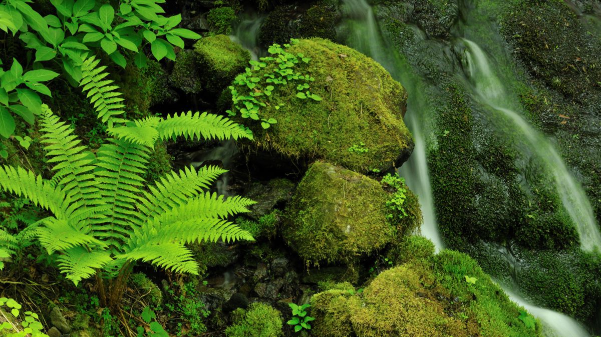 Clear Stream | GANREF