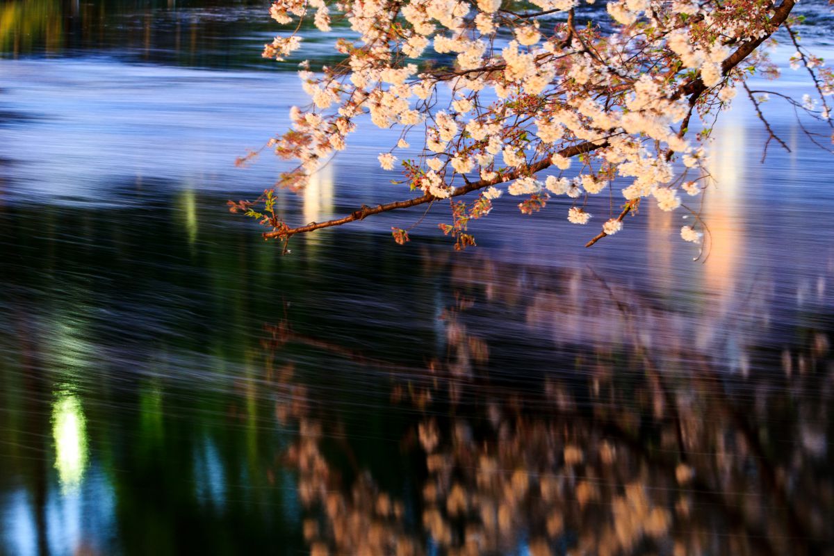 secand life | GANREF