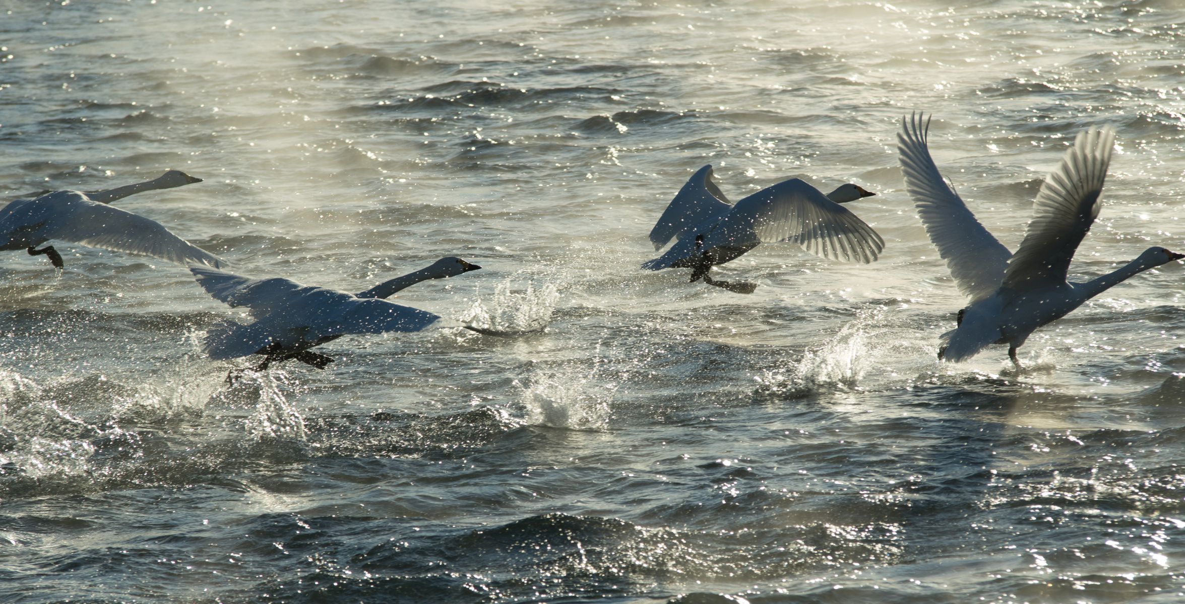 信州 －swan06 Across the AZUSA-river － | GANREF