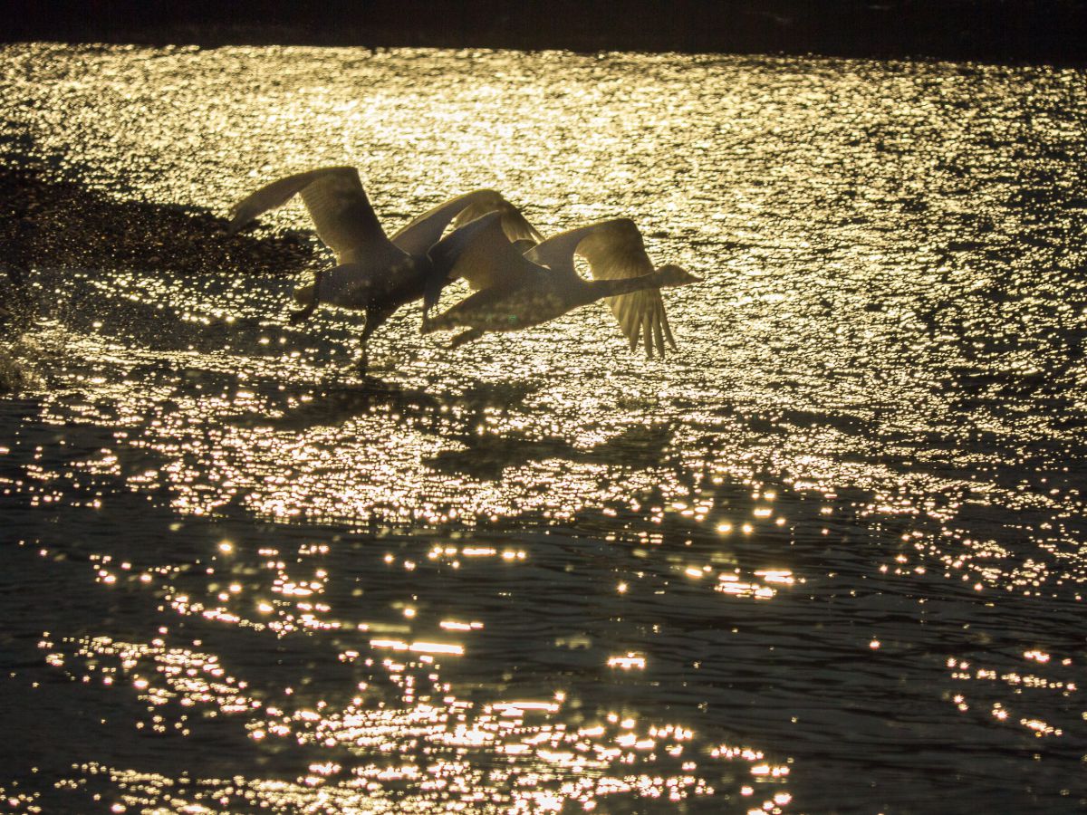 swan_04 －黄金色の飛翔－ | GANREF