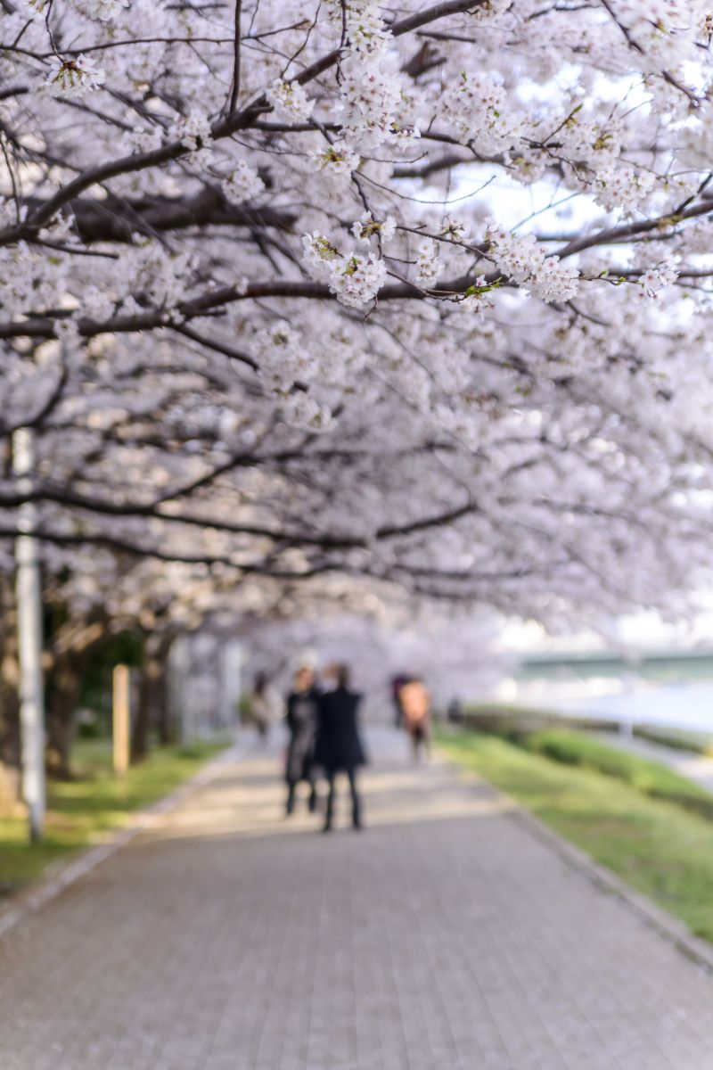 桜並木でデート | GANREF