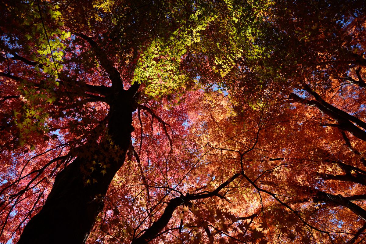 「width of colors」 | GANREF