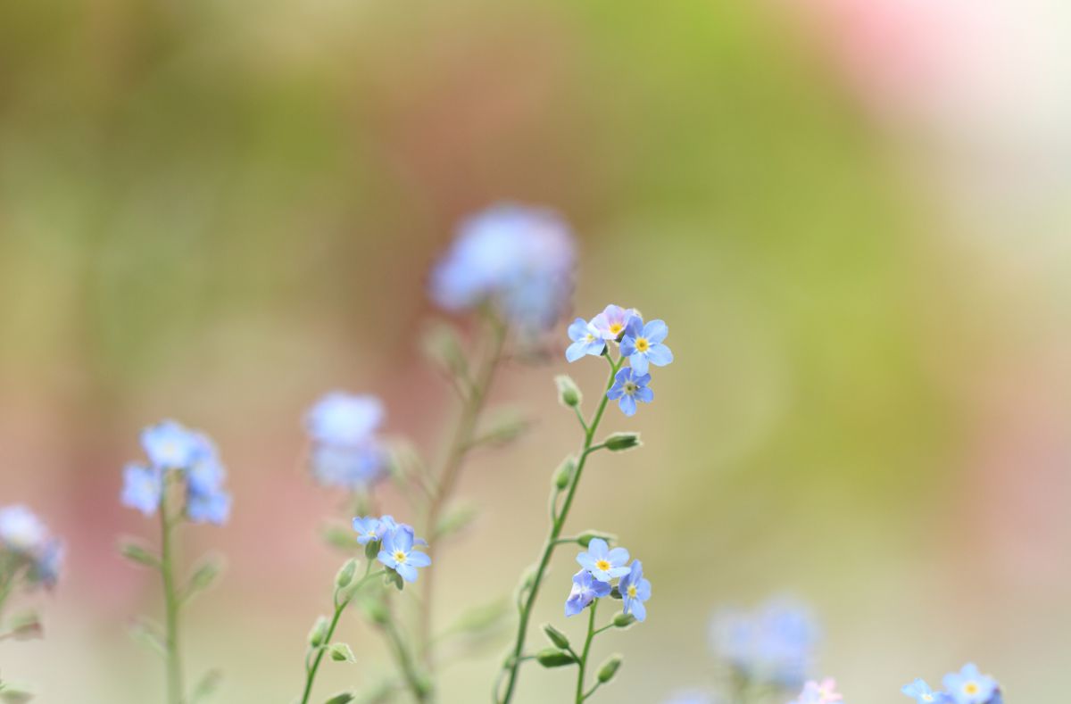 Forget me not | GANREF