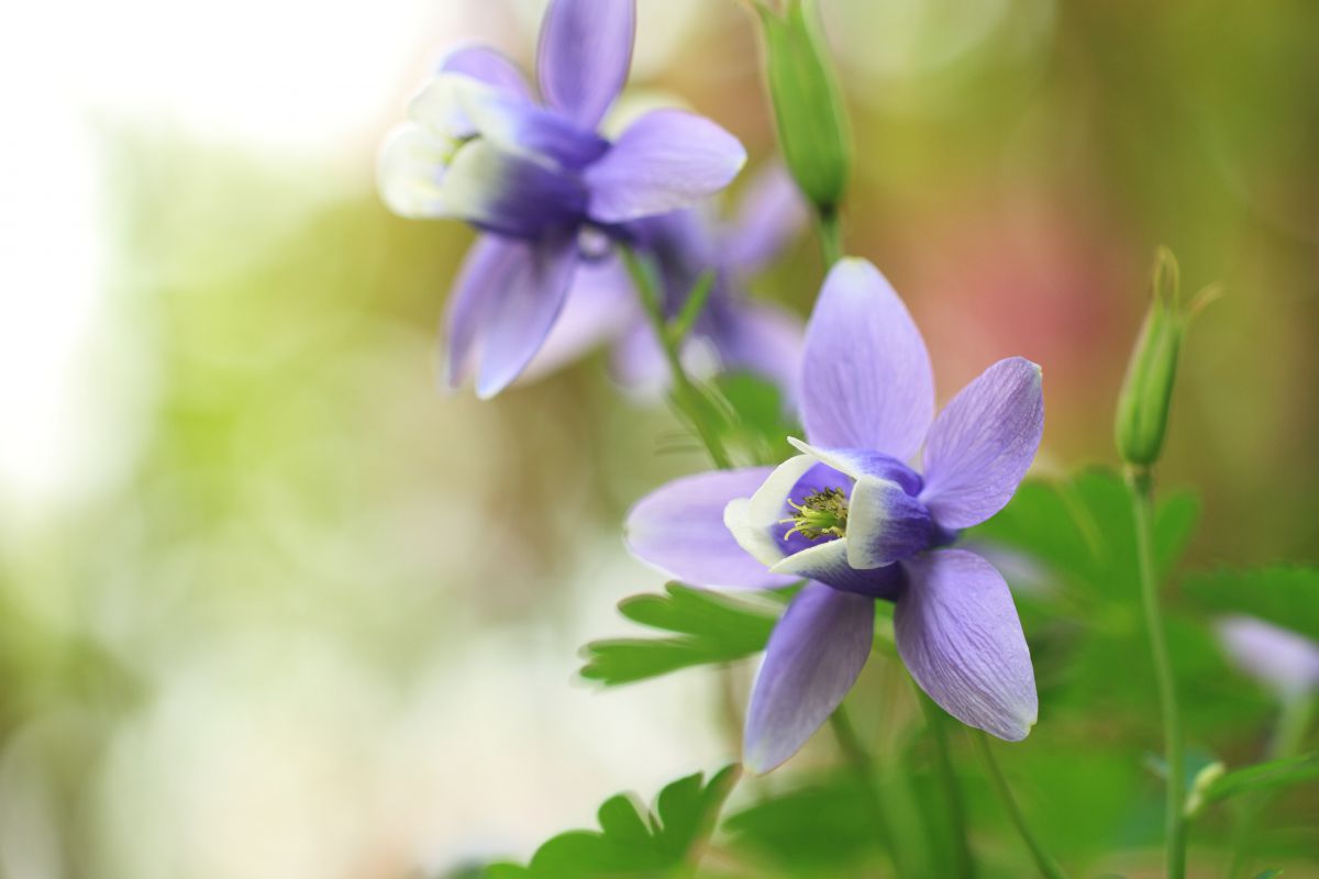 Sing a song♪ | GANREF