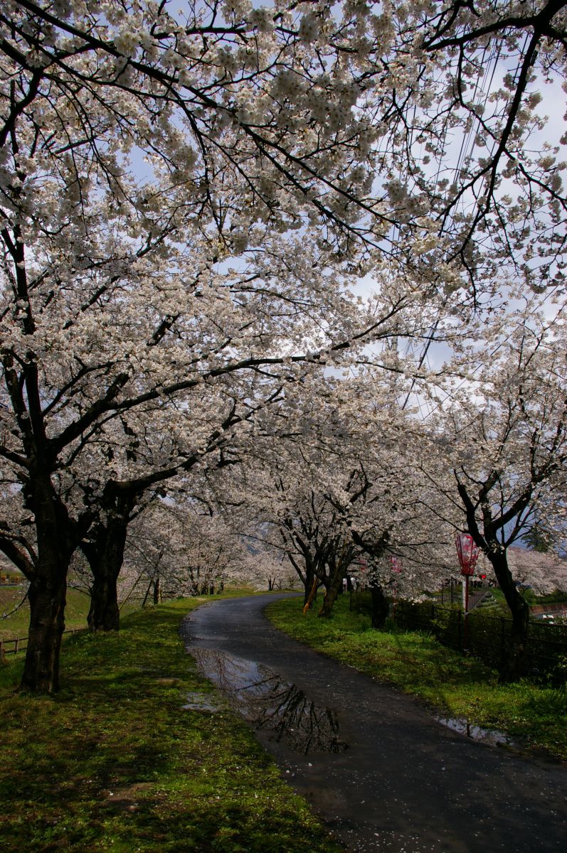 桜並木.JPG | GANREF