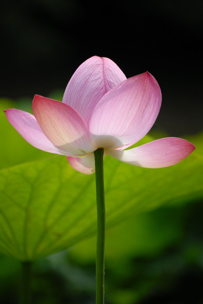 2000年 蓮 | GANREF