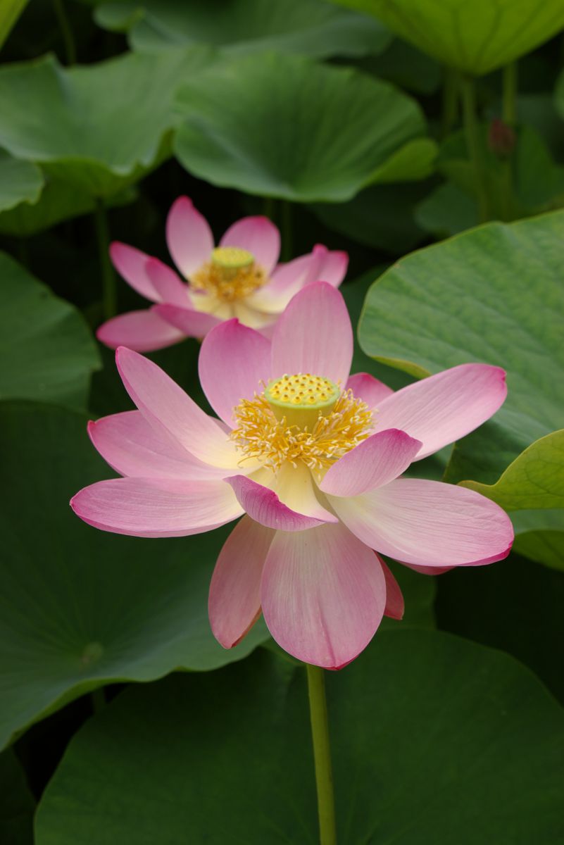 二千年蓮.jpg | GANREF