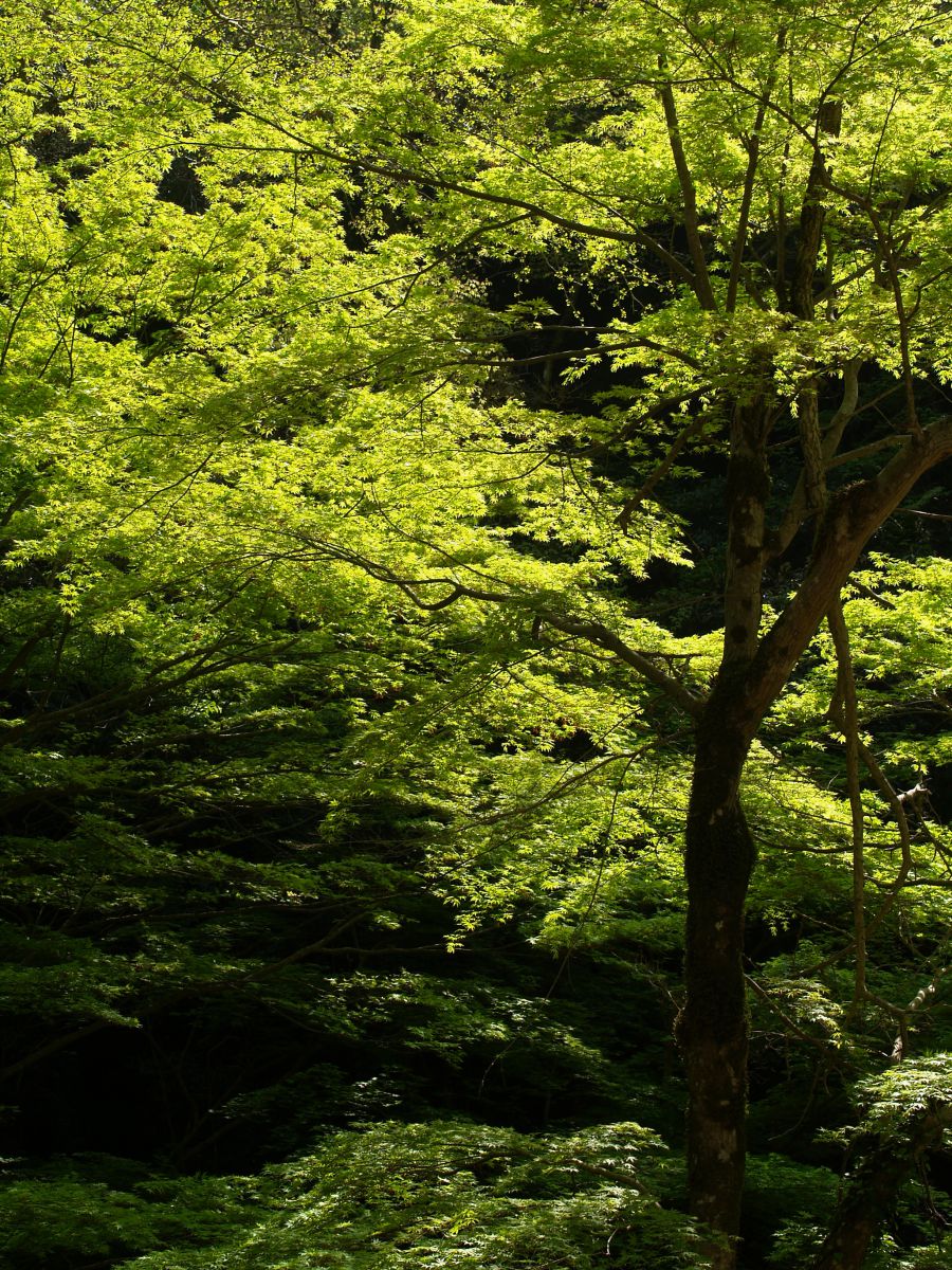 鰐淵寺の新緑 | GANREF