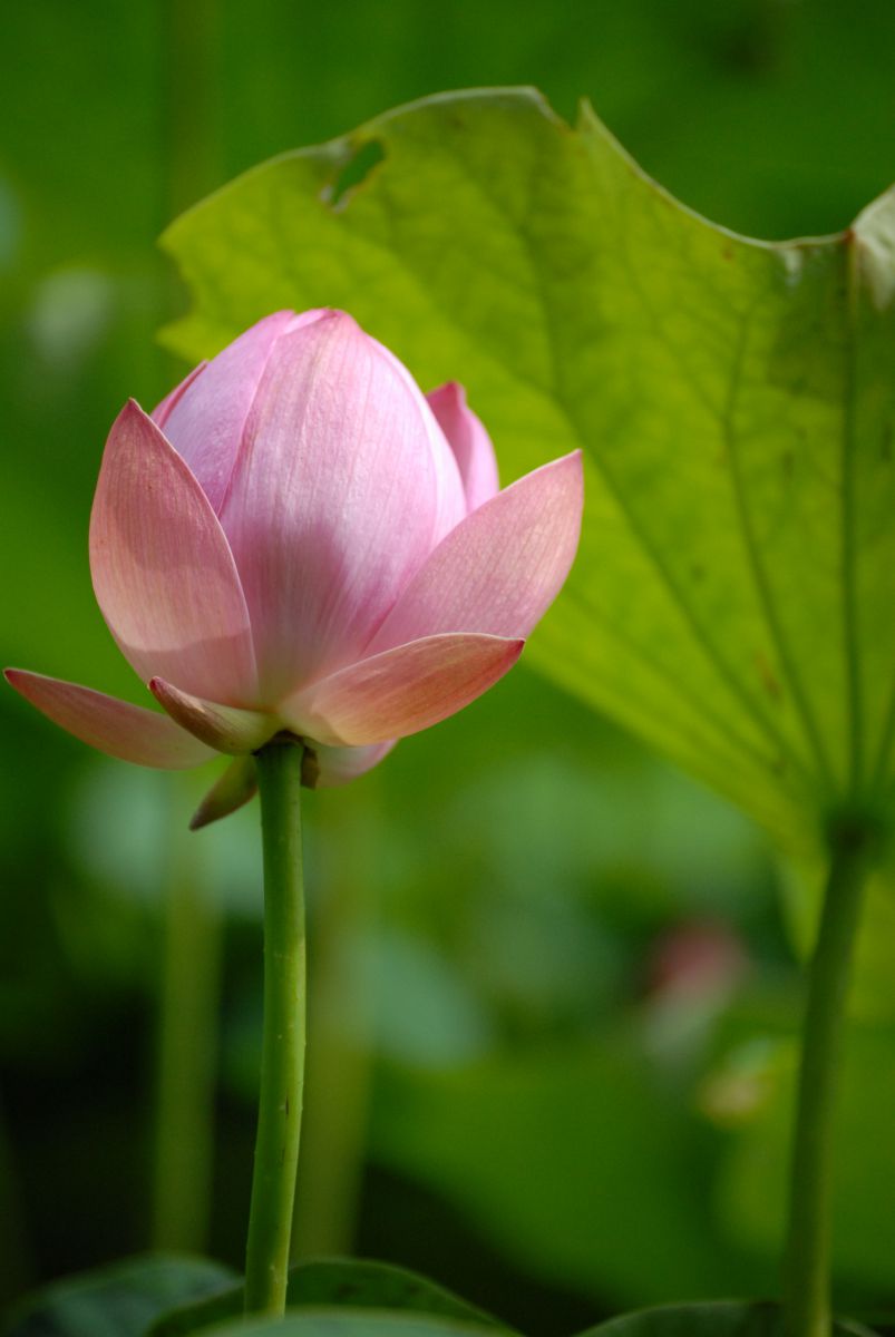 荒神谷の2000年蓮-1 | GANREF