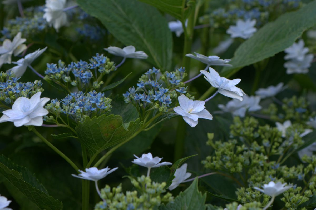 紫陽花011.jpg | GANREF