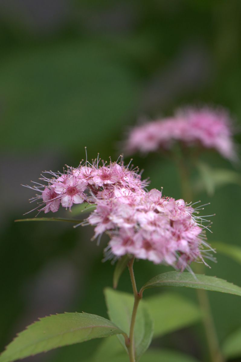 紫陽花012.jpg | GANREF