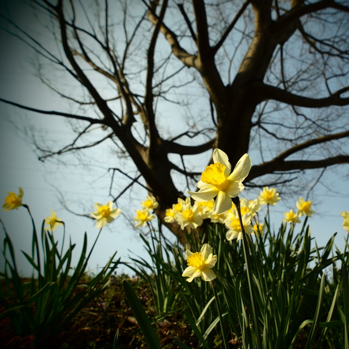 Spring yellowー水仙 | GANREF