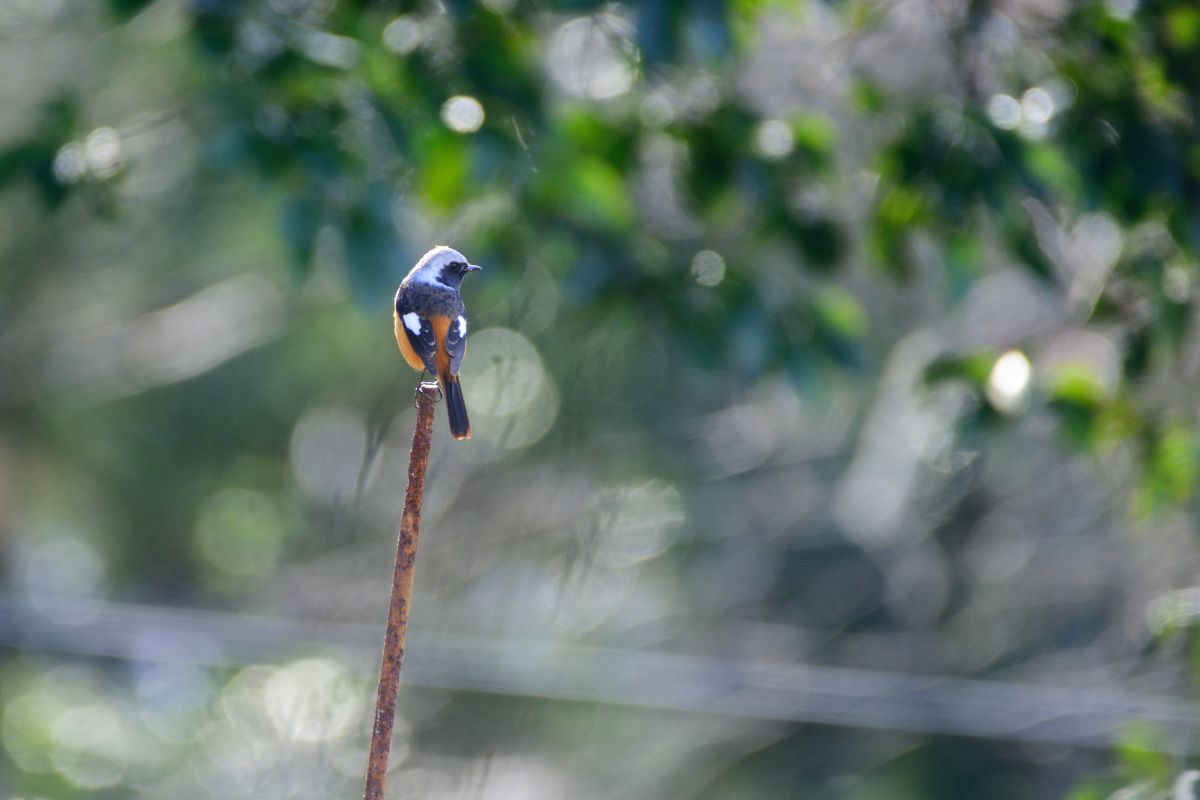 見返り美人 | GANREF