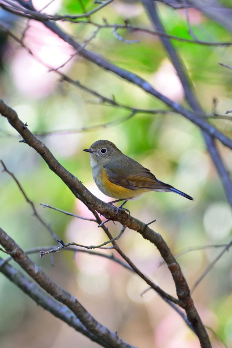 薄ピンクにルリビタキ | GANREF