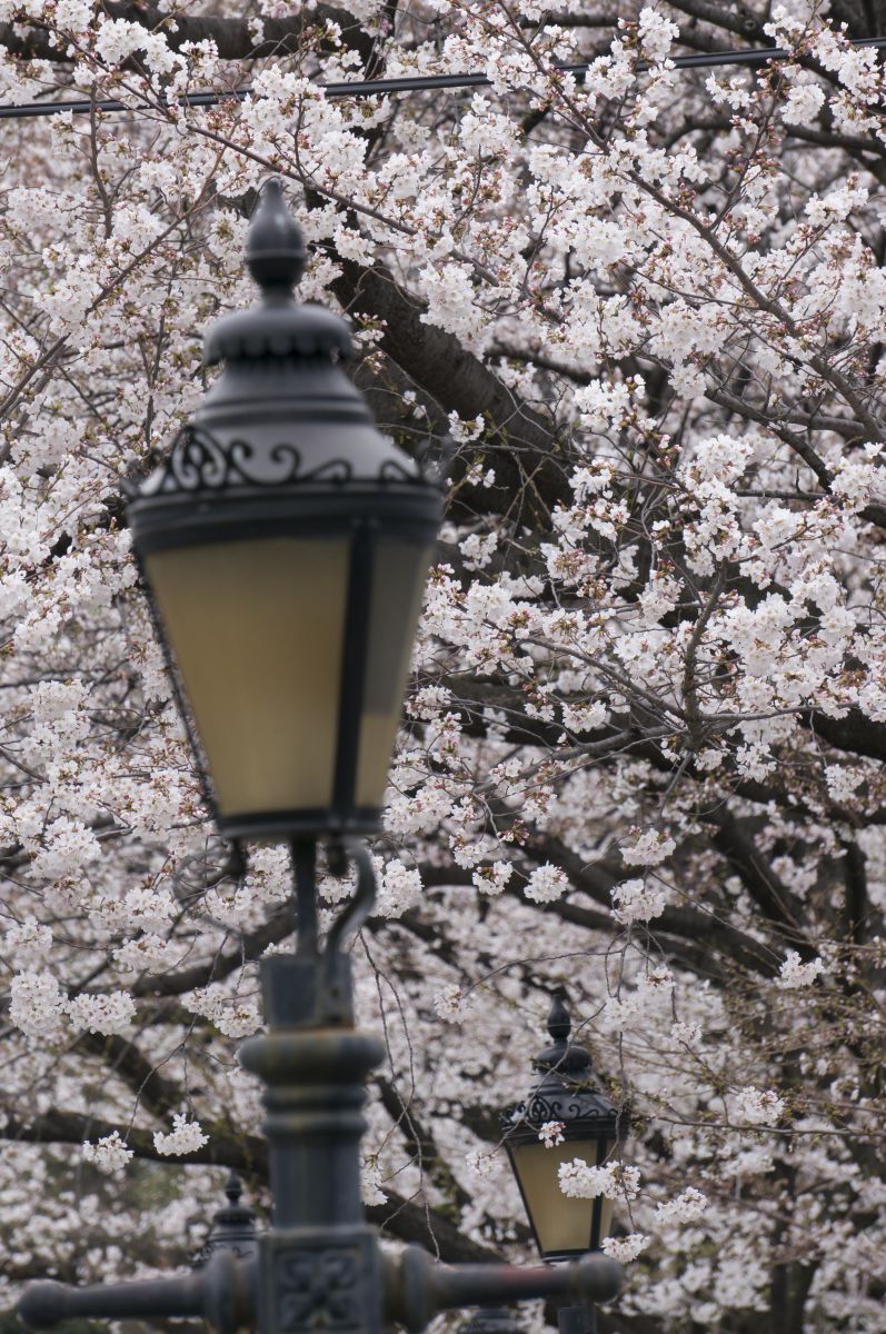 Shake Down(NEX-6) | GANREF