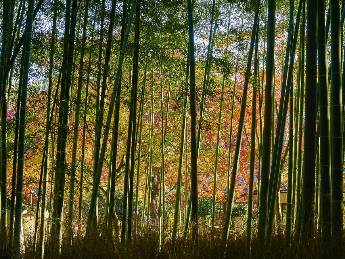 竹林から望む | GANREF