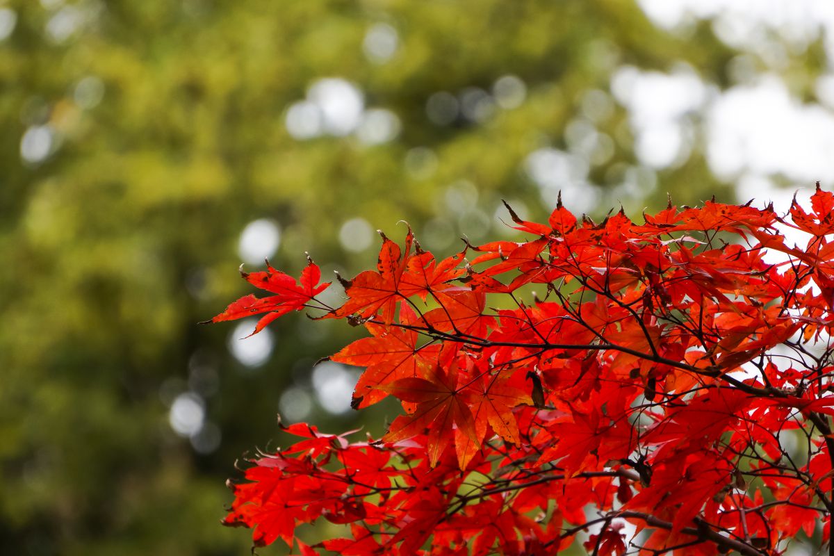 ShakeDown NEX-7 | GANREF