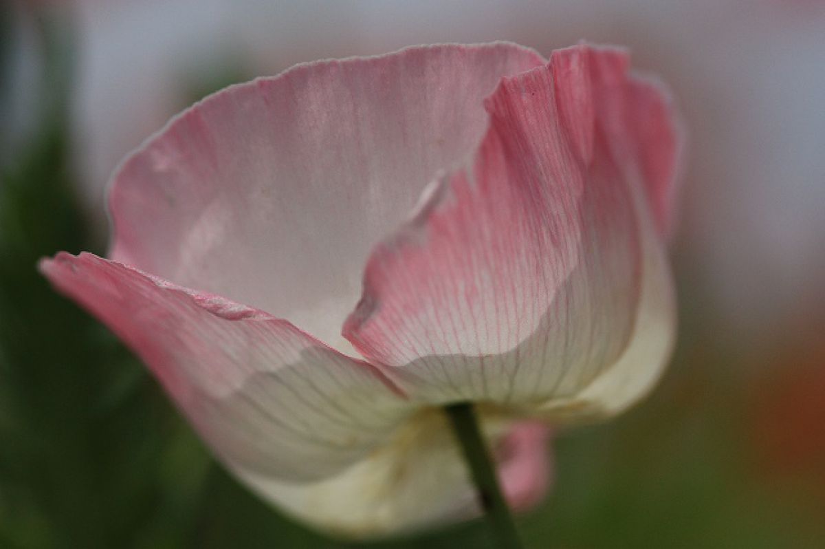 ピンクなあの子、み～つけた♪ | GANREF