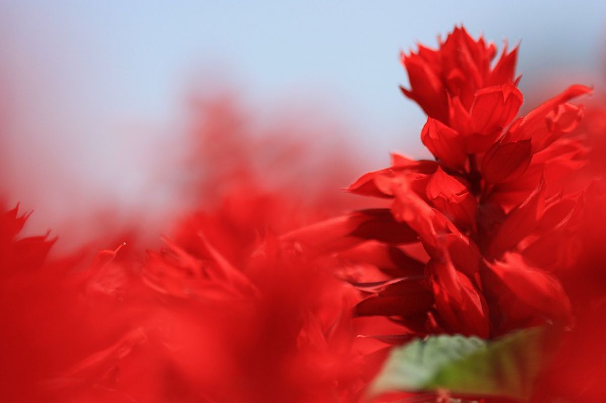 燃え盛るような･･･ | GANREF