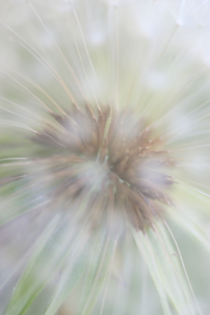 たんぽぽA | GANREF