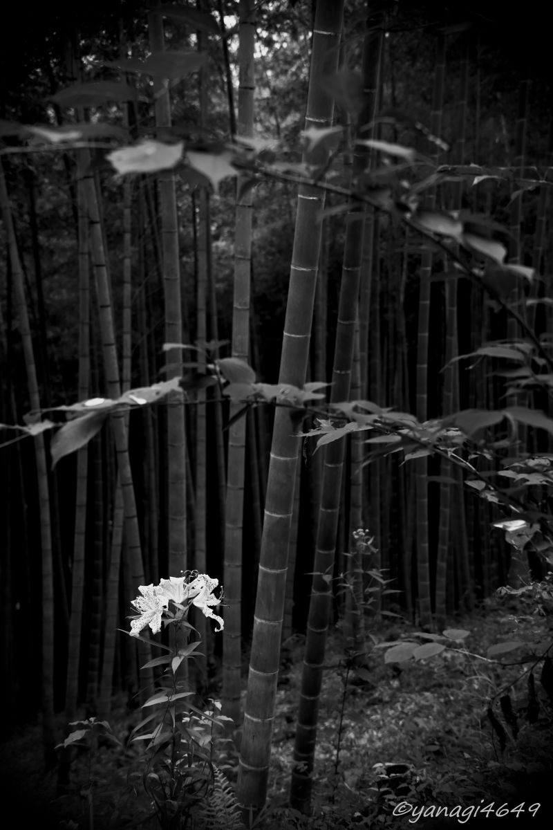 DP2M1118_1.jpg | GANREF