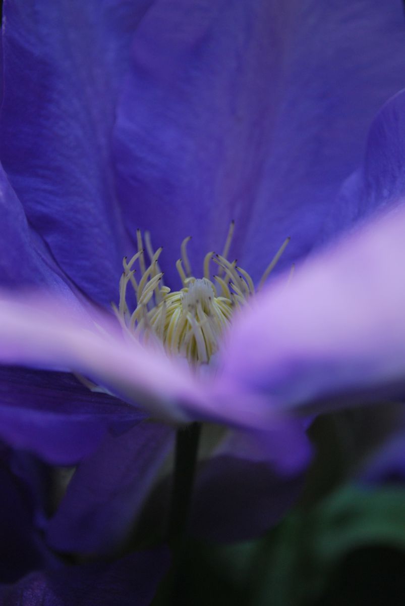 クレマチス | GANREF