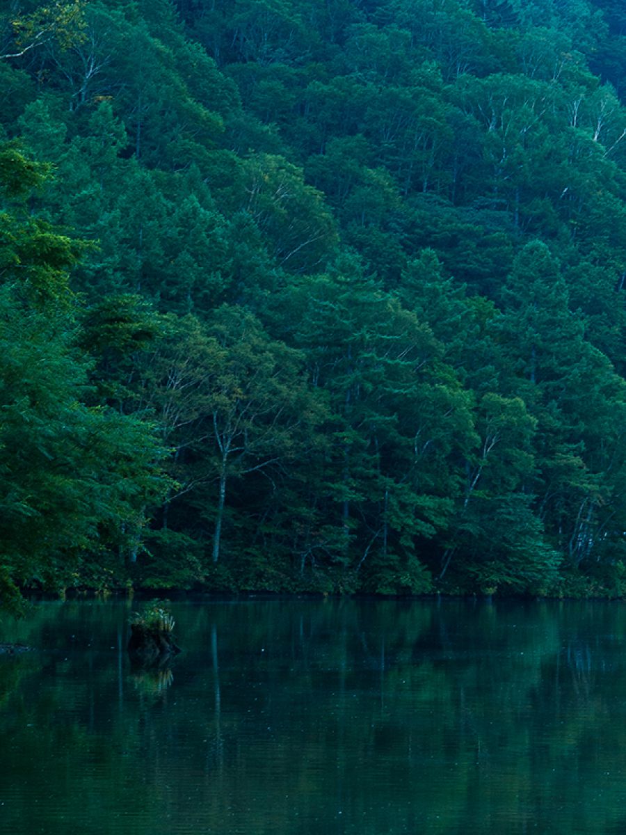 Green Forest | GANREF