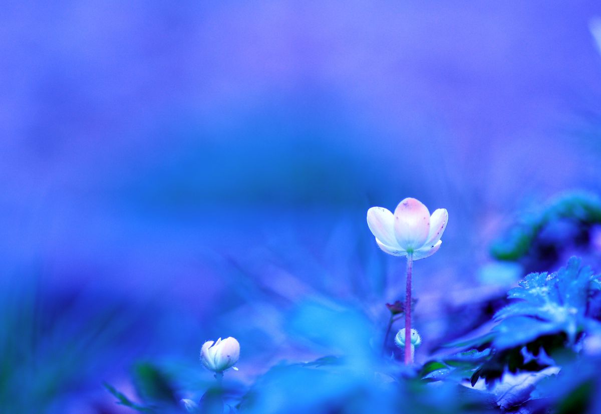 Wait for you | GANREF