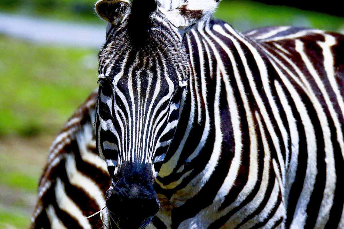 Zebra | GANREF