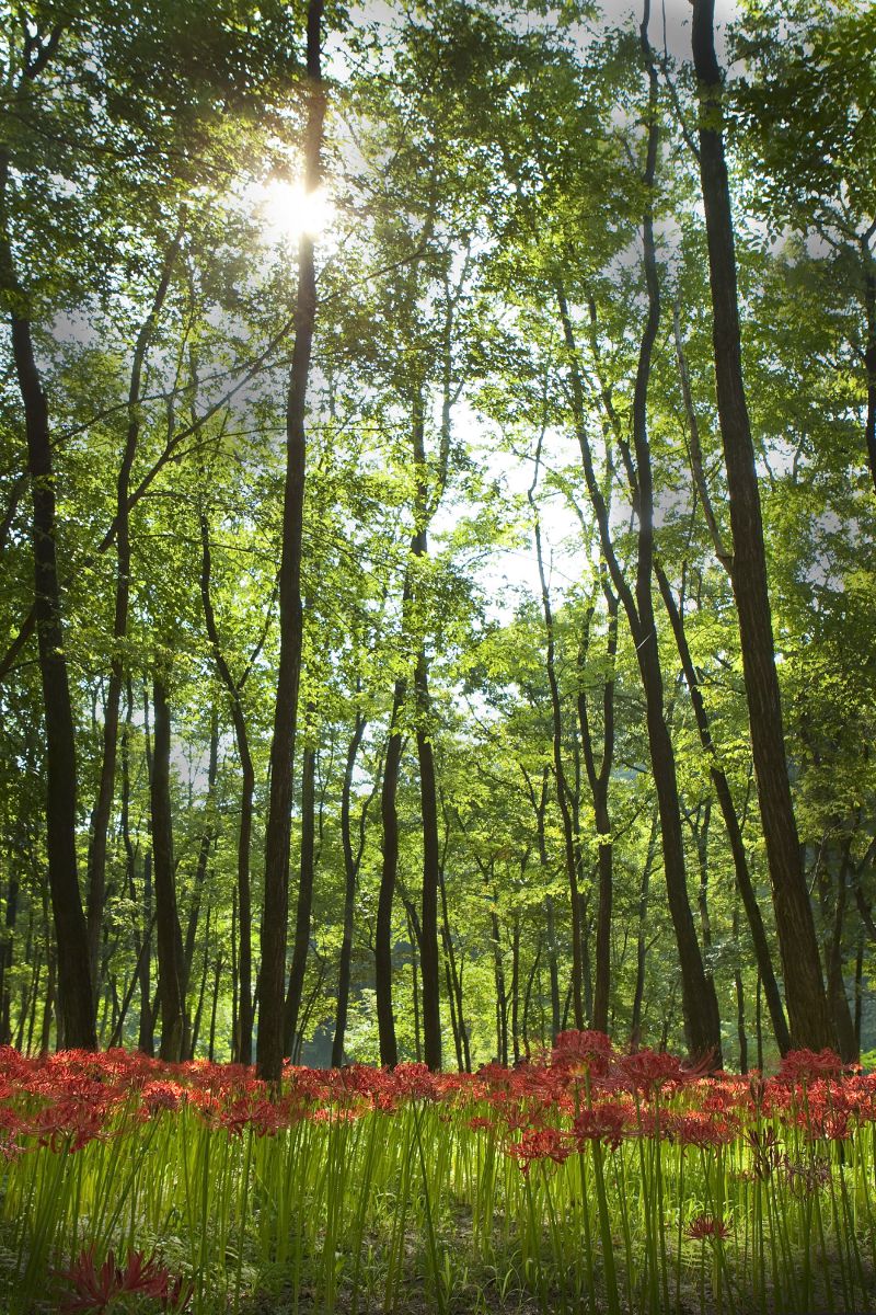 曼珠沙華1 | GANREF